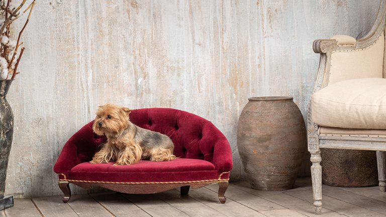 How to Pet Proof Your Home Without Compromising Style | thehome.com